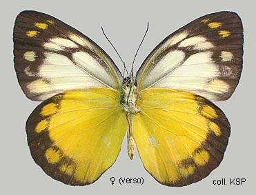 Papua Insects Foundation (Lepidoptera/Pieridae/Pierinae(Cepora aspasia)